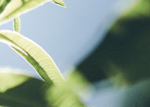 Verbena Classic Collection | L'OCCITANE New Zealand