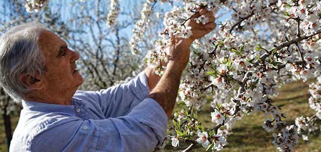 Almond Oil Benefits | Sustainable Skincare Ingredient | L'Occitane New ...