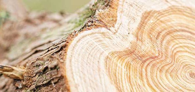 Natural Ingredients | Cade | L'OCCITANE New Zealand